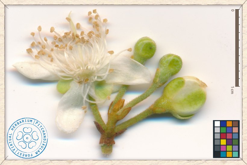 Eugenia roxburghii cymes