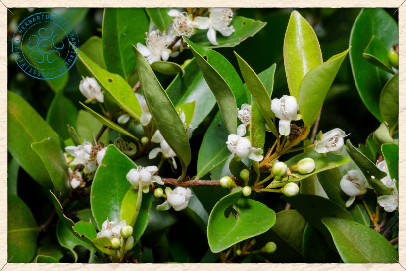 Eugenia roxburghii flowering branchlets