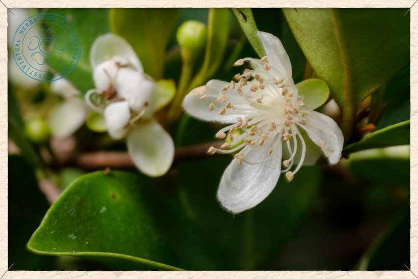 Eugenia roxburghii flower
