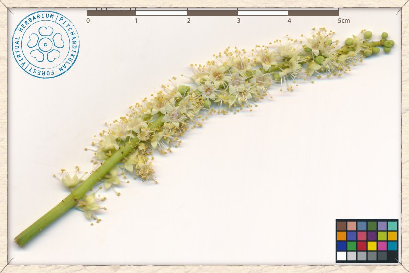 Terminalia catappa inflorescence