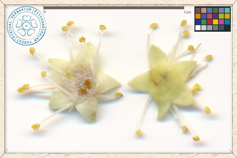 Terminalia catappa flower (upper and lower sides)