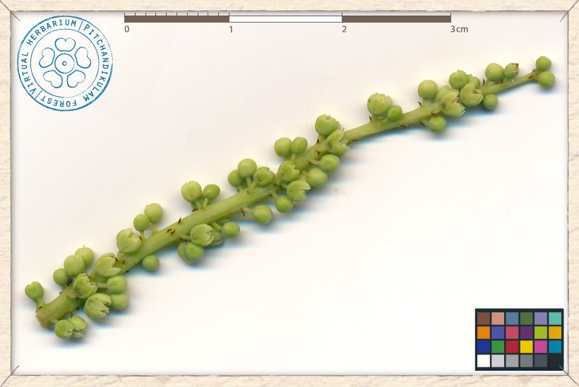 Terminalia catappa inflorescence in buds