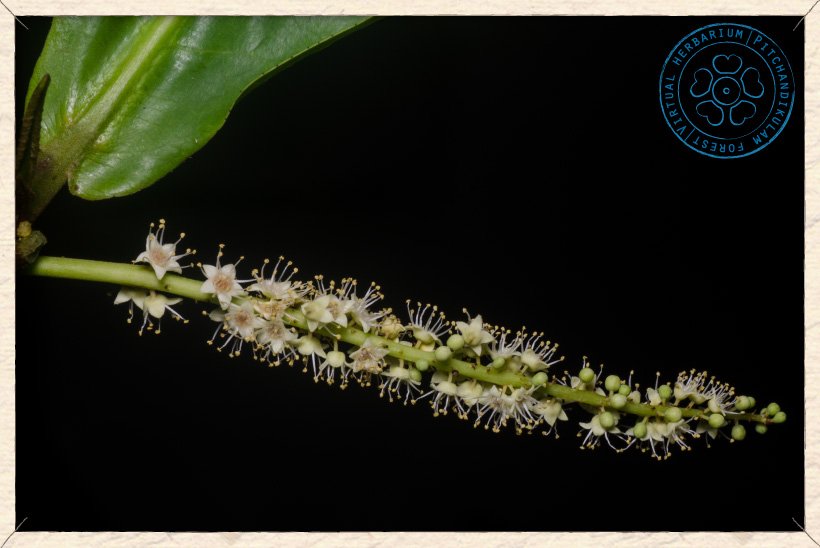 Terminalia catappa inflorescence