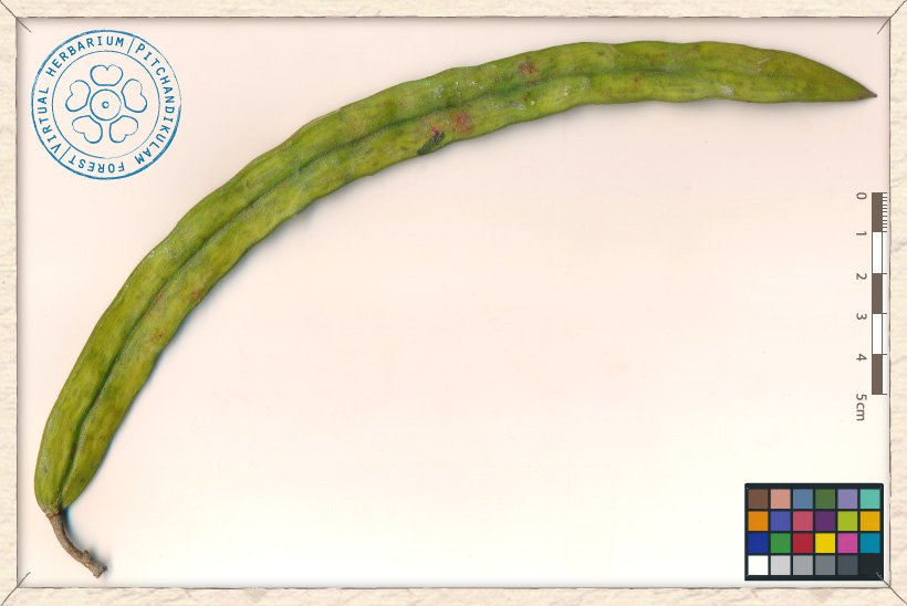 Dolichandrone falcata unripe fruit