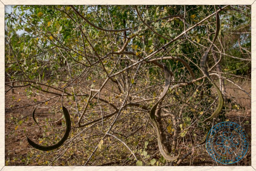 Dolichandrone falcata fruits