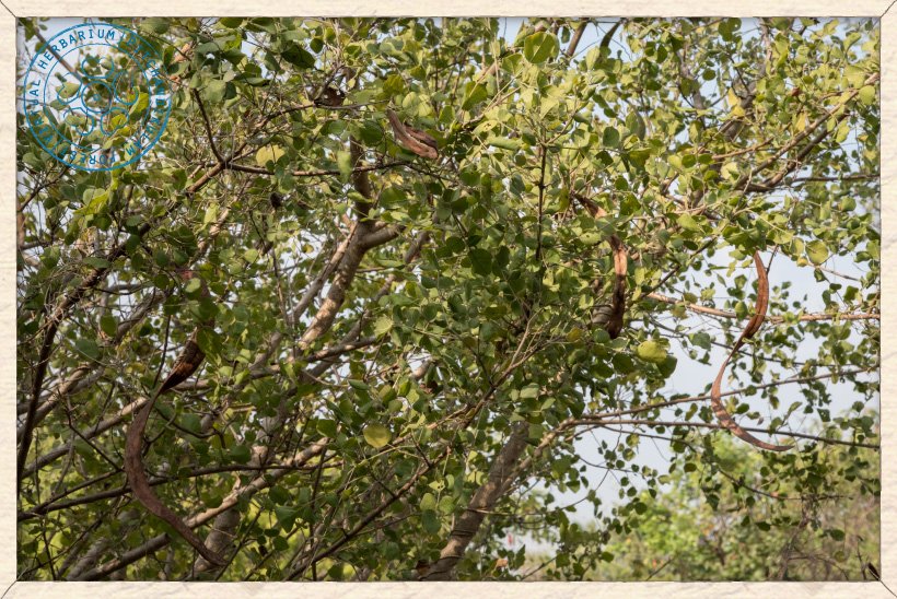 Dolichandrone falcata in fruit