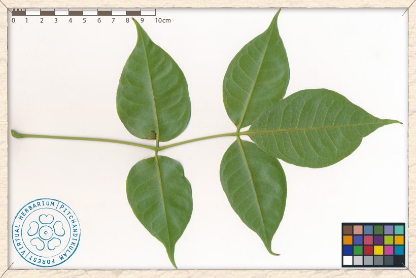 Commiphora caudata leaf (lowper side)