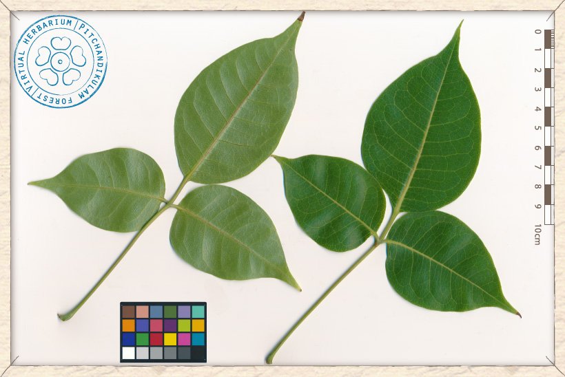 Commiphora caudata leaves (3-foliated variation)