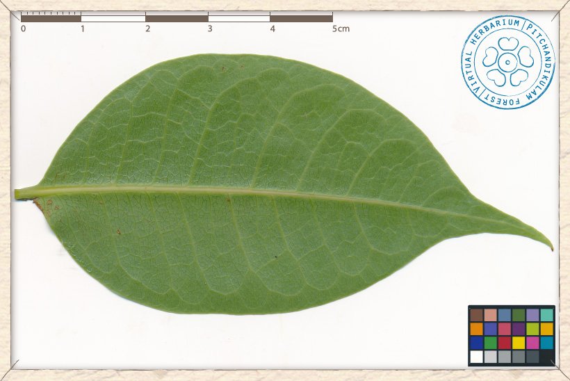 Commiphora caudata leaflet (lower side)