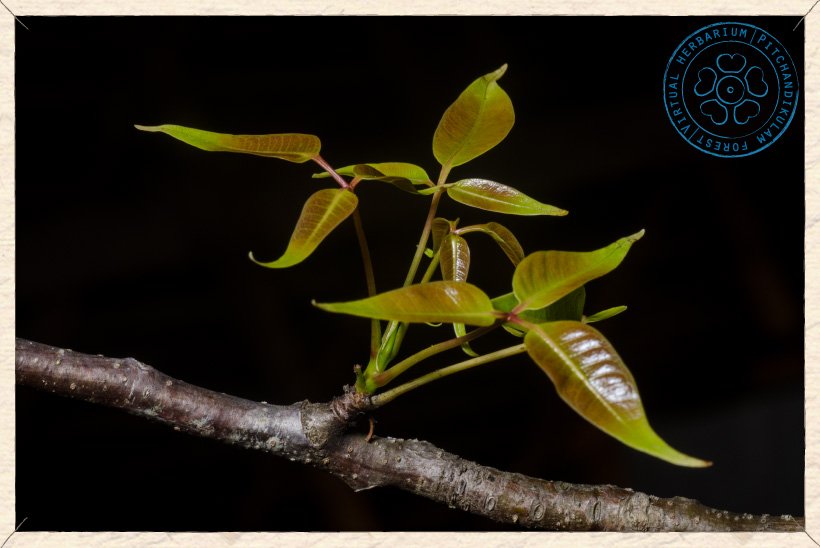 Commiphora caudata new leaves