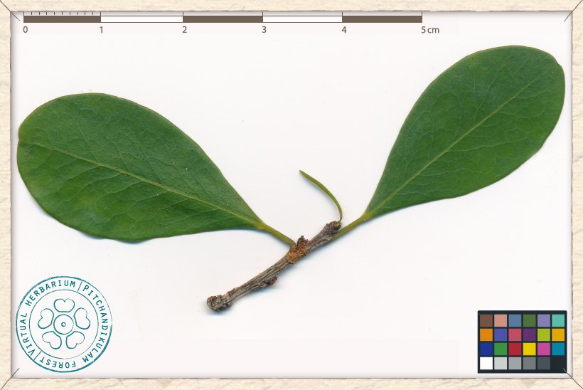 Erythroxylum monogynum leaves