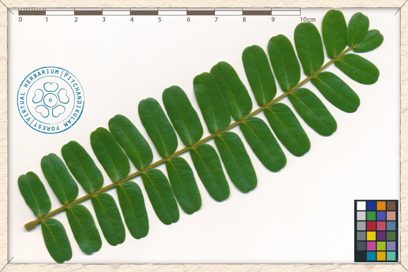 Peltophorum pterocarpum pinna (upper side)