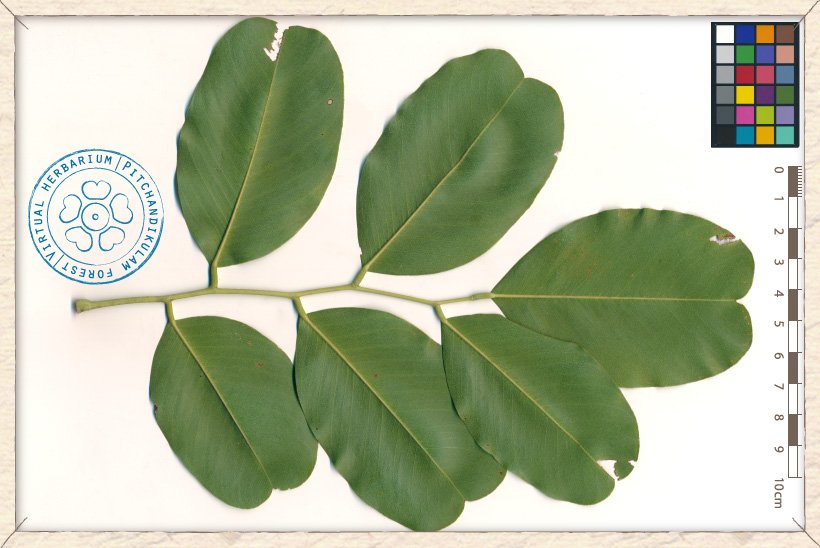 Pterocarpus marsupium compound leaf (lower side)