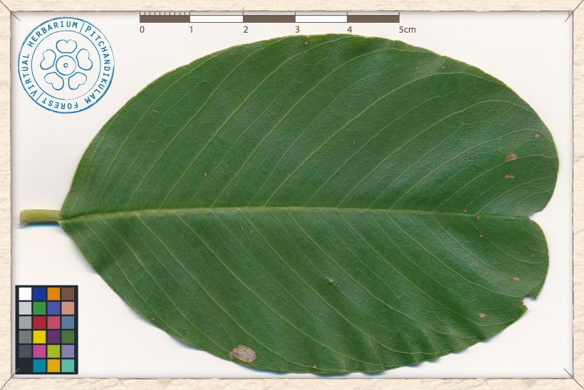 Pterocarpus marsupium leaflet (upper side)
