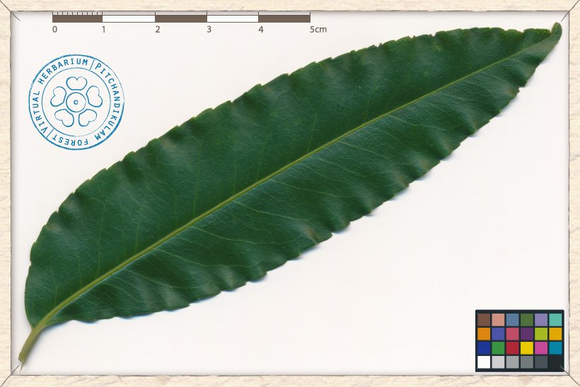 Putranjiva roxburghii leaf (upper side)