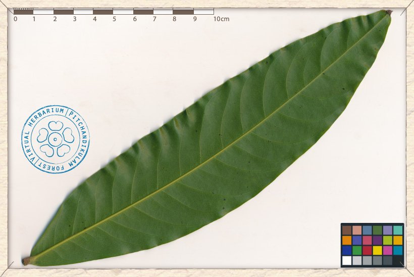 Saraca asoca leaflet (lower side)