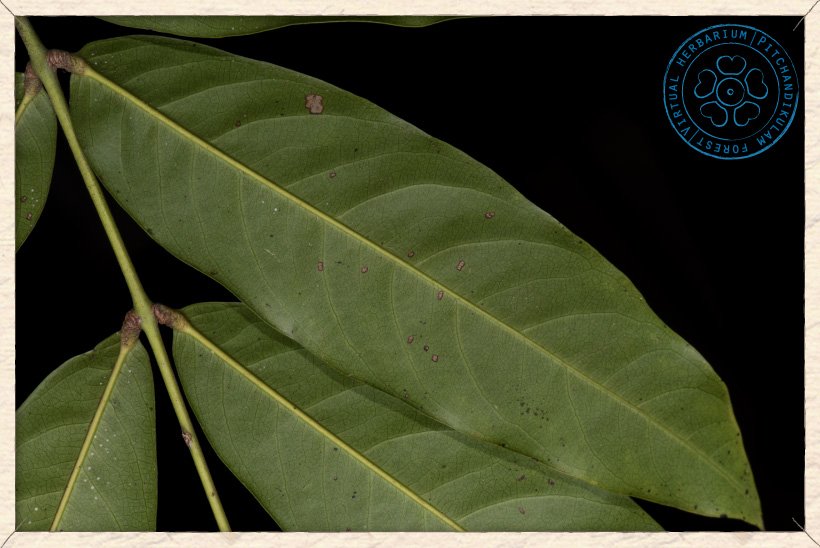 Saraca asoca leaflets (lower side)