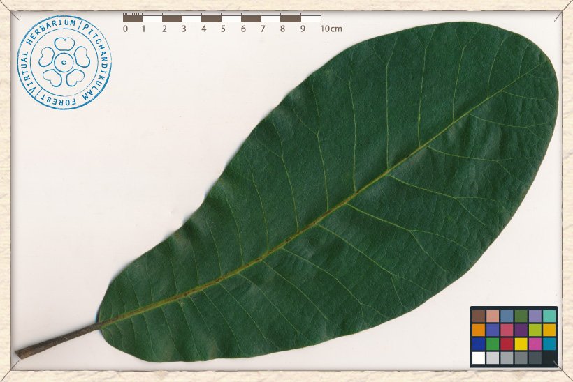 Semecarpus anacardium leaf (upper side)