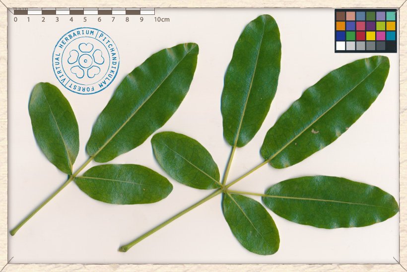 What Is Pito Pito Leaves