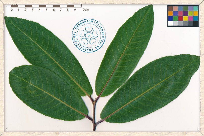 Terminalia arjuna leaves