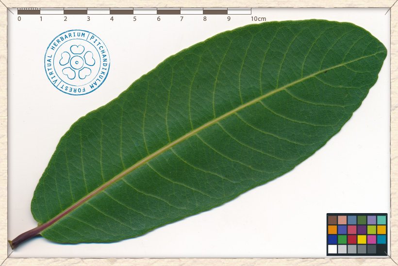 Terminalia arjuna leaf (upper side)